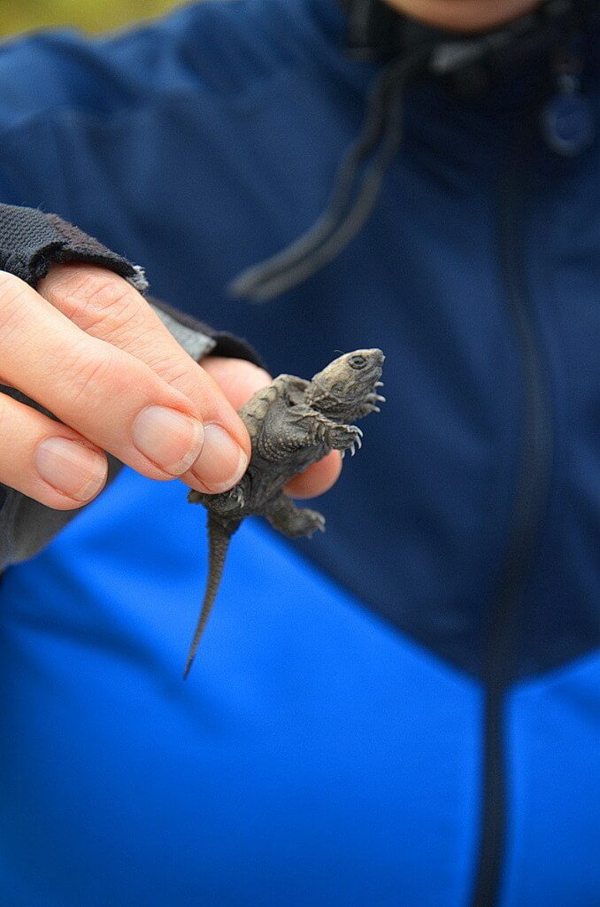 Common Snapping Turtle hatchlings on the Nokiidaa Trail in Ontario